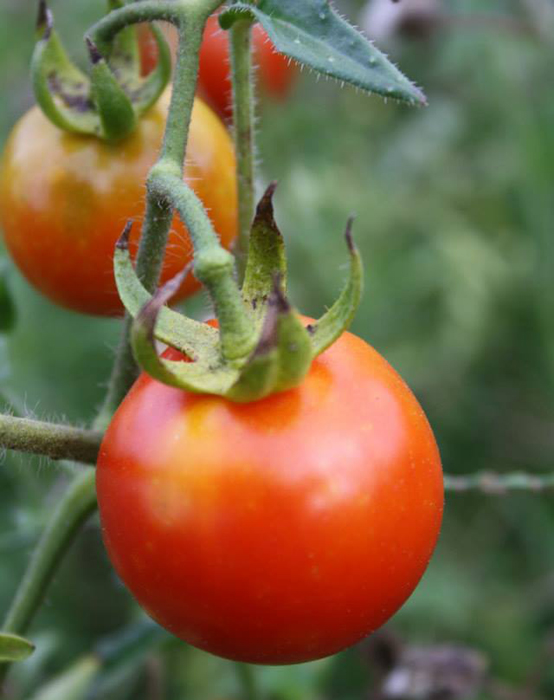 Verdure e Ortaggi prodotti dall'Azienda Agricola Terrealsole
